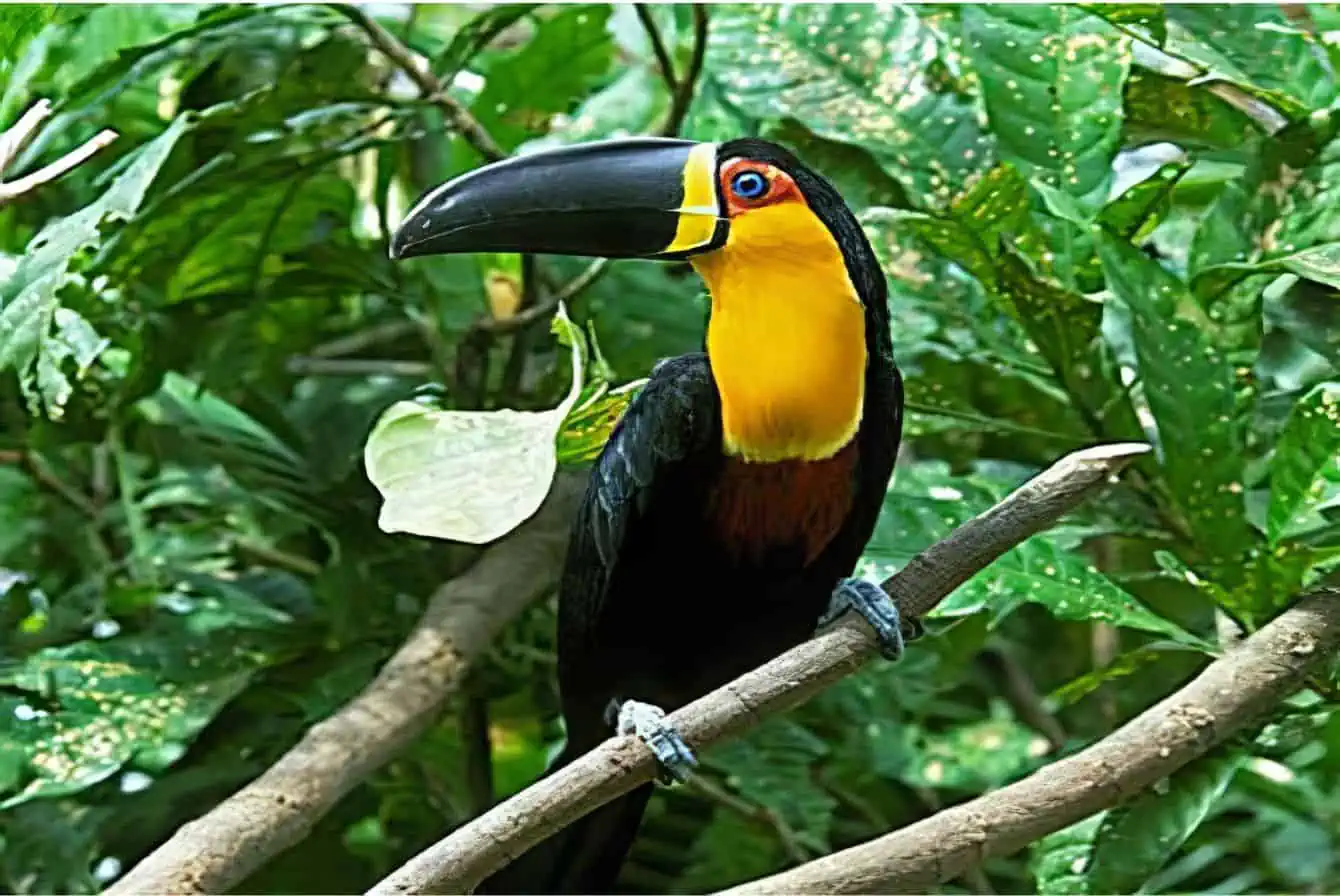Tijuca Rainforest Tour - BeAdventure Hike Tours